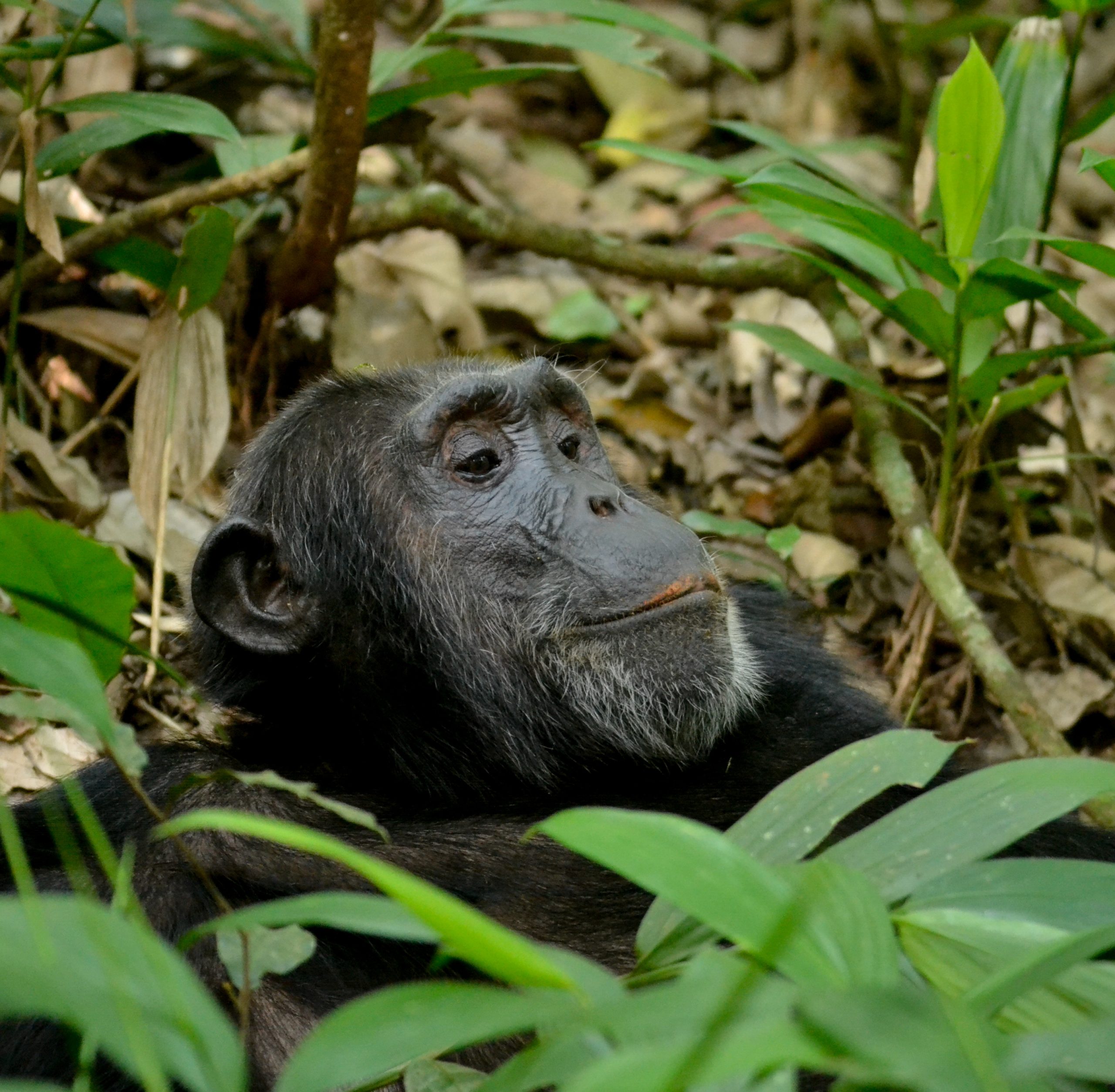 3 Day Kibale Forest Chimpanzee Tracking | Uganda Safaris