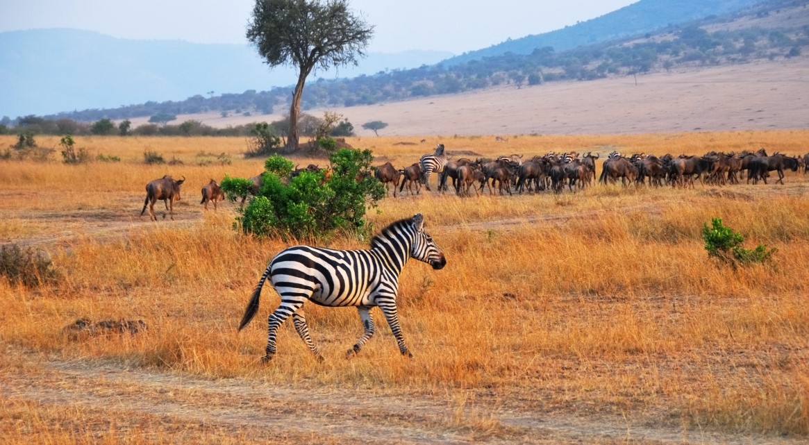 7-Day Kenya Adventure Safari - Alive Africa Adventures